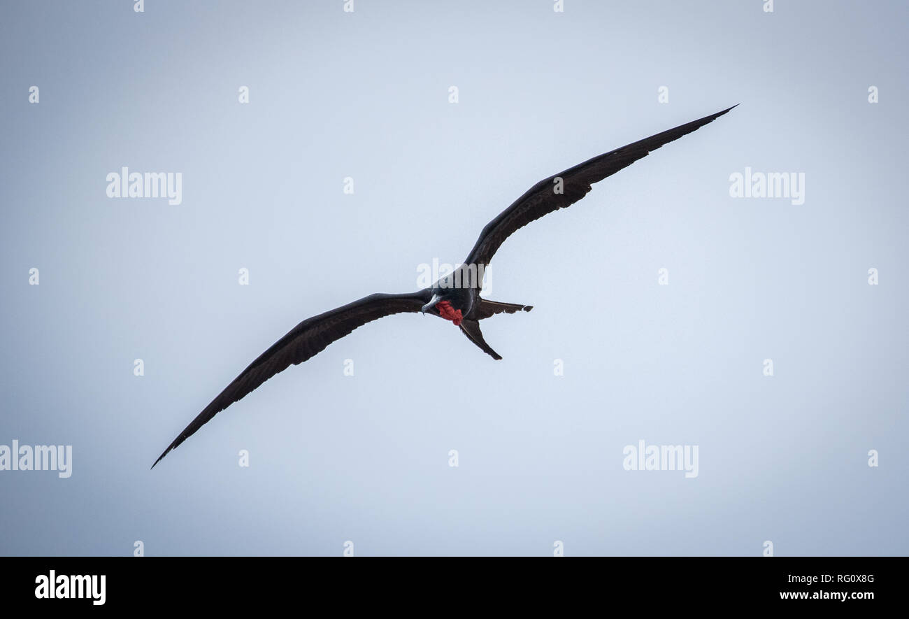 Great Frigatebird in flight in Galapagos Stock Photo - Alamy