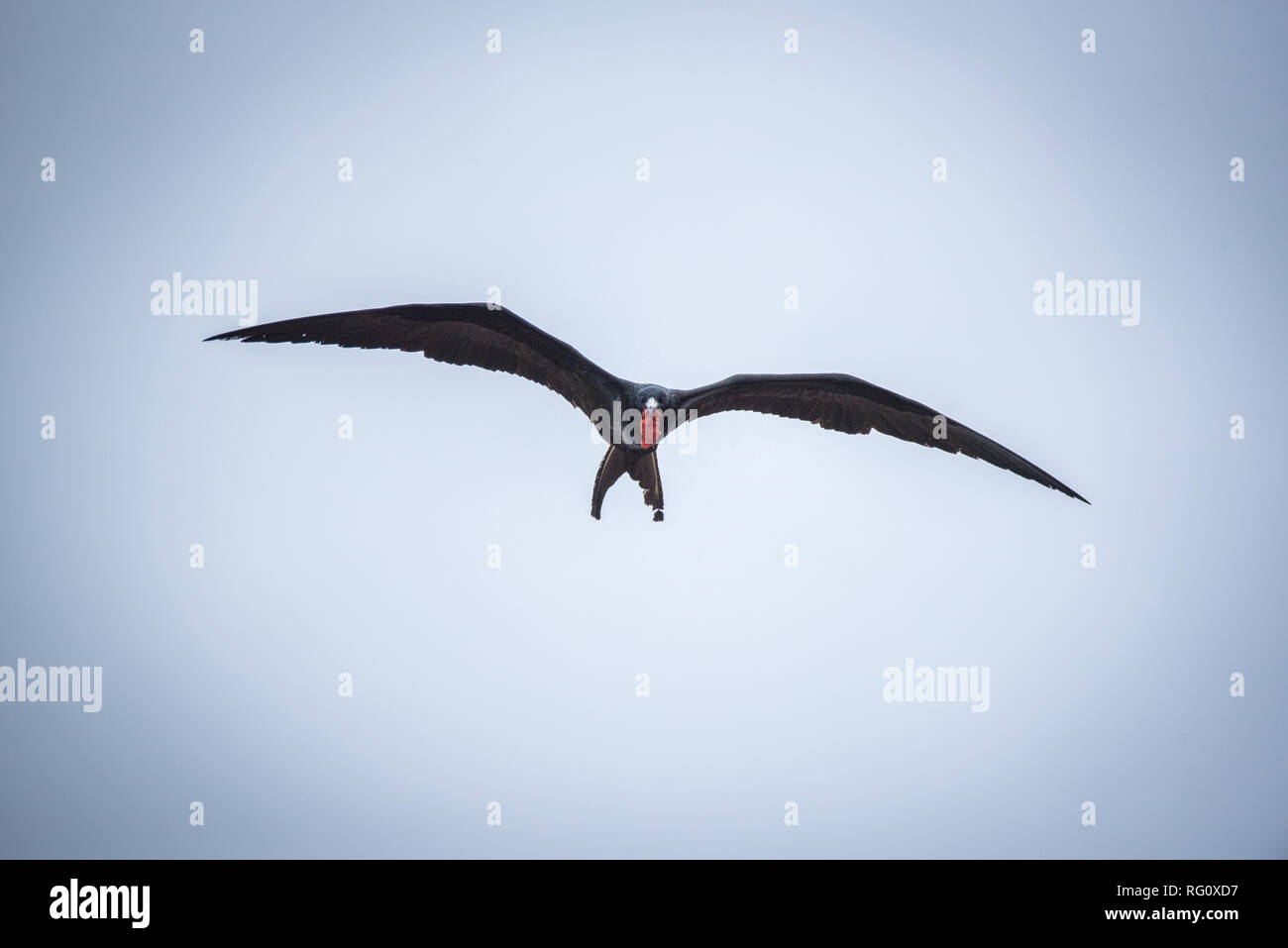 Great Frigatebird in flight in Galapagos Stock Photo - Alamy