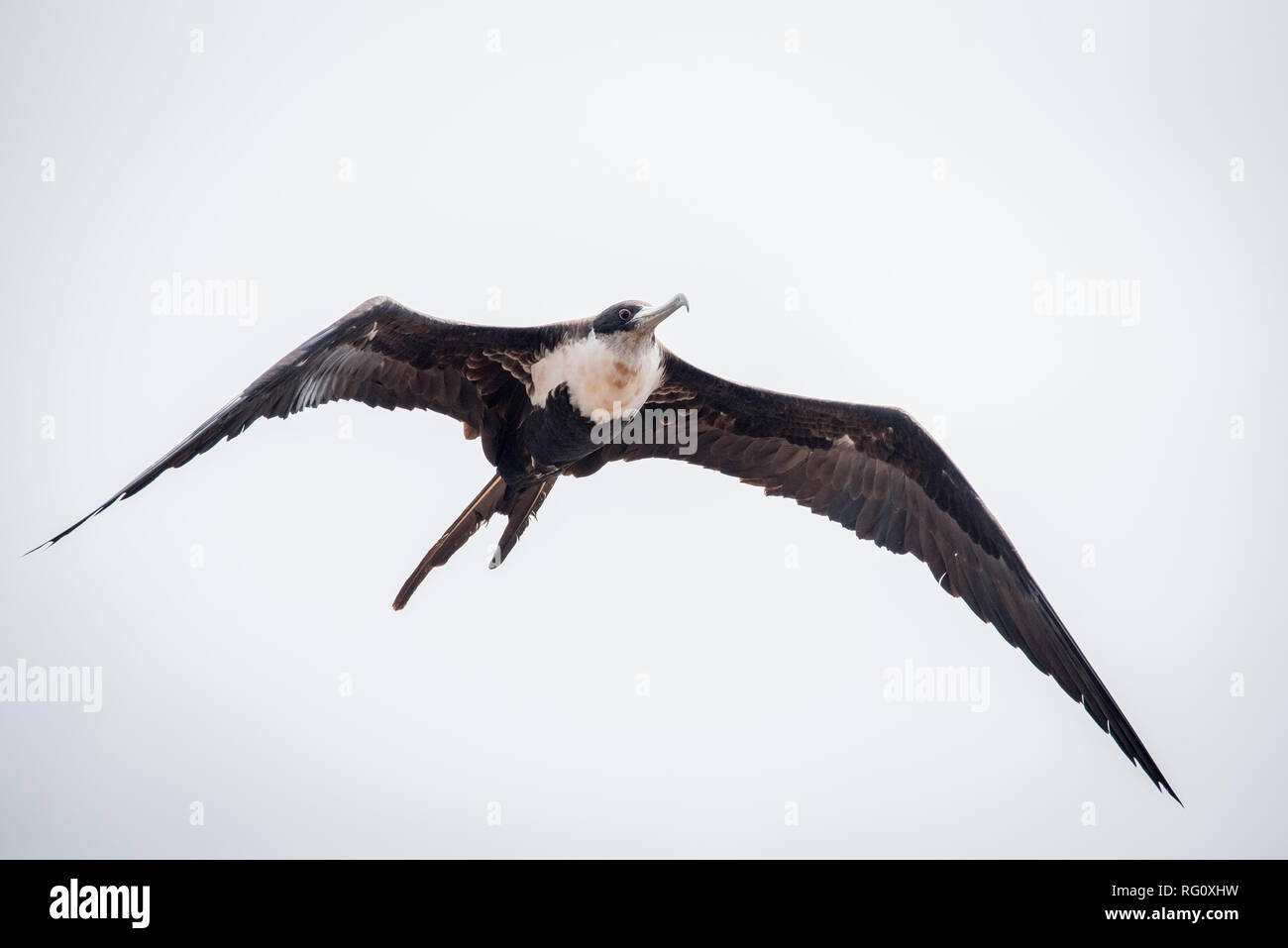 Great Frigatebird in flight in Galapagos Stock Photo - Alamy