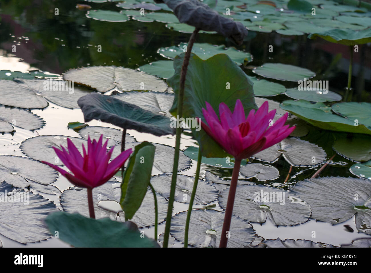 water lily (Lotus flower Stock Photo - Alamy
