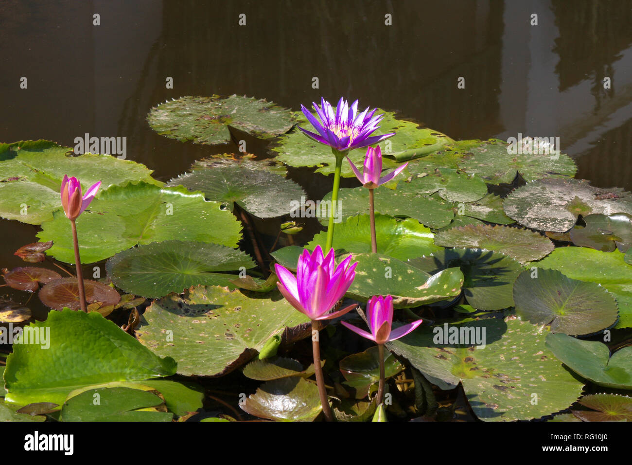 water lily (Lotus flower Stock Photo - Alamy