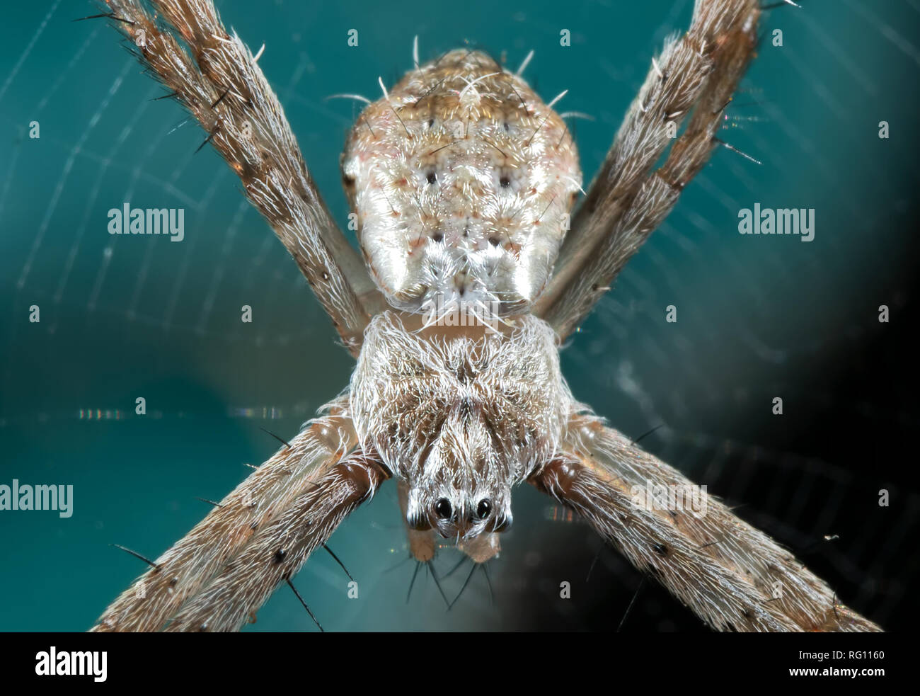 Macro Photography of St Andrew's Cross Spider on Web Isolated on ...