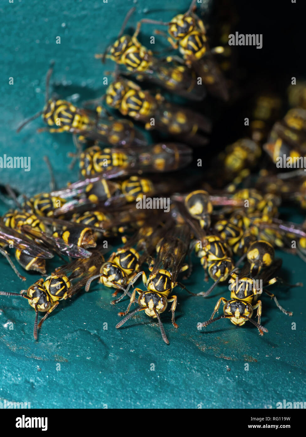 Macro Photography of Group of Wasps on Turquoise Floor Stock Photo - Alamy