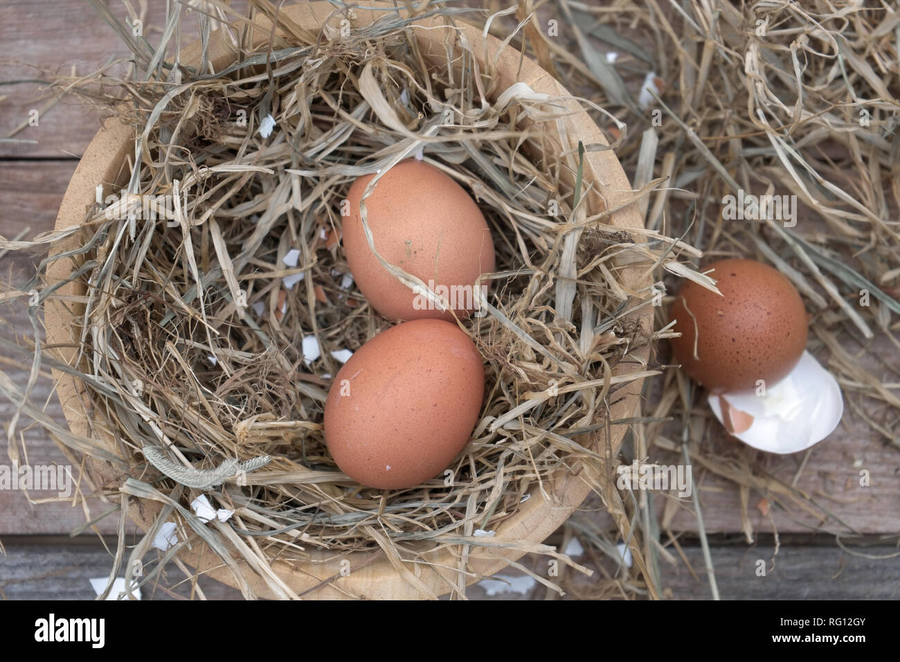 Eggs in nest Stock Photo - Alamy