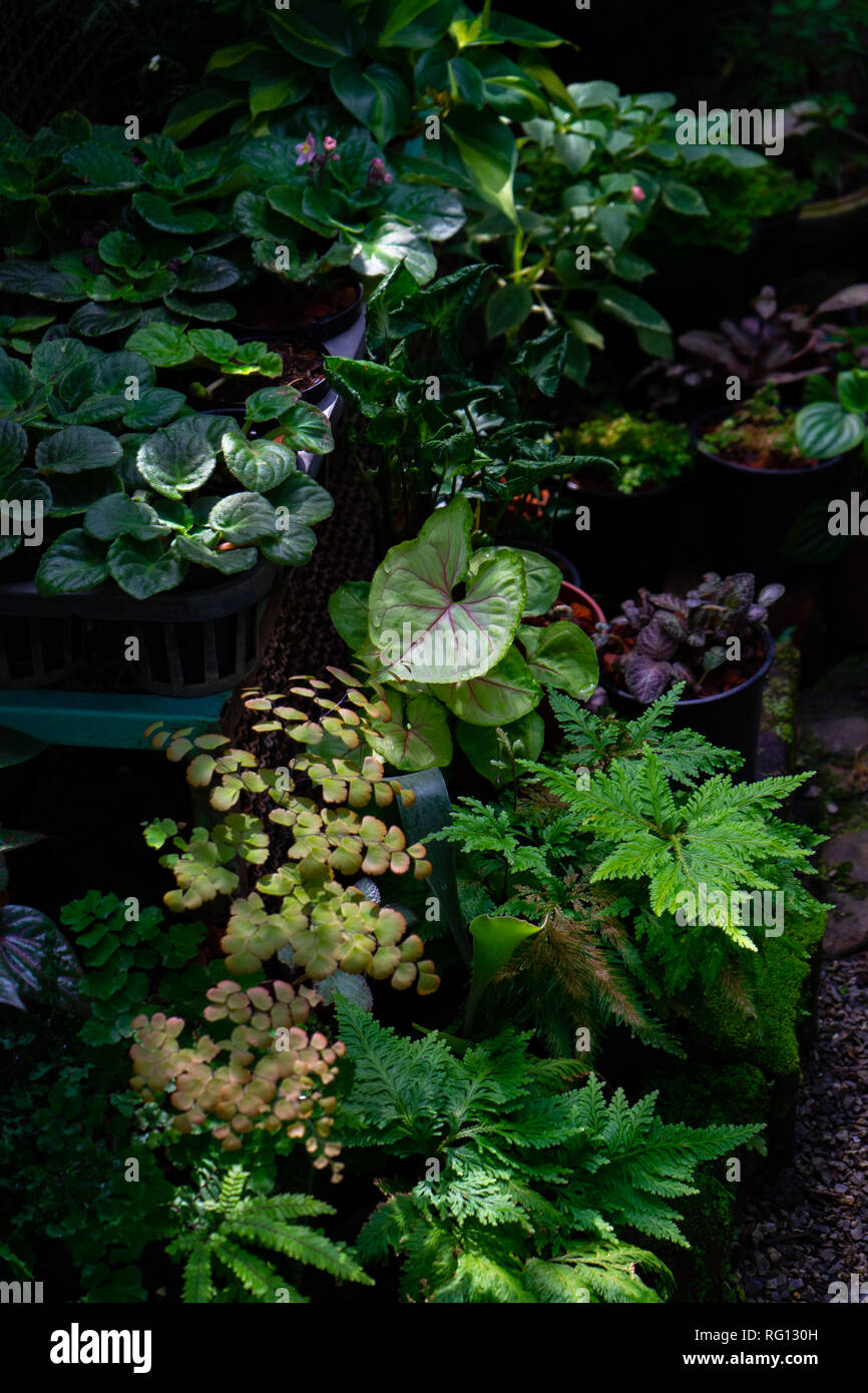 Top view of botanical garden Stock Photo - Alamy