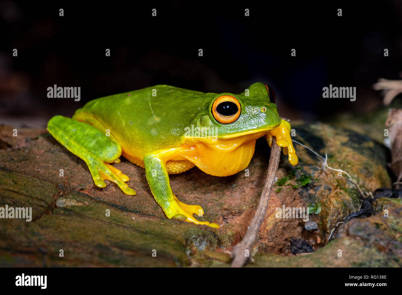 Orange thighed tree frog, Litoria xanthomera, in tropical rainforest ...
