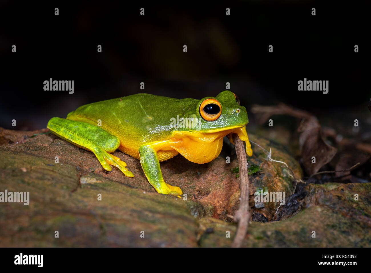 Orange thighed tree frog, Litoria xanthomera, in tropical rainforest ...