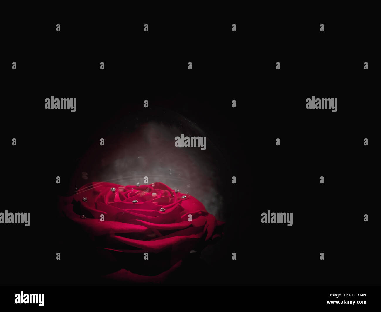 Red rose with glass on isolate black background Stock Photo - Alamy