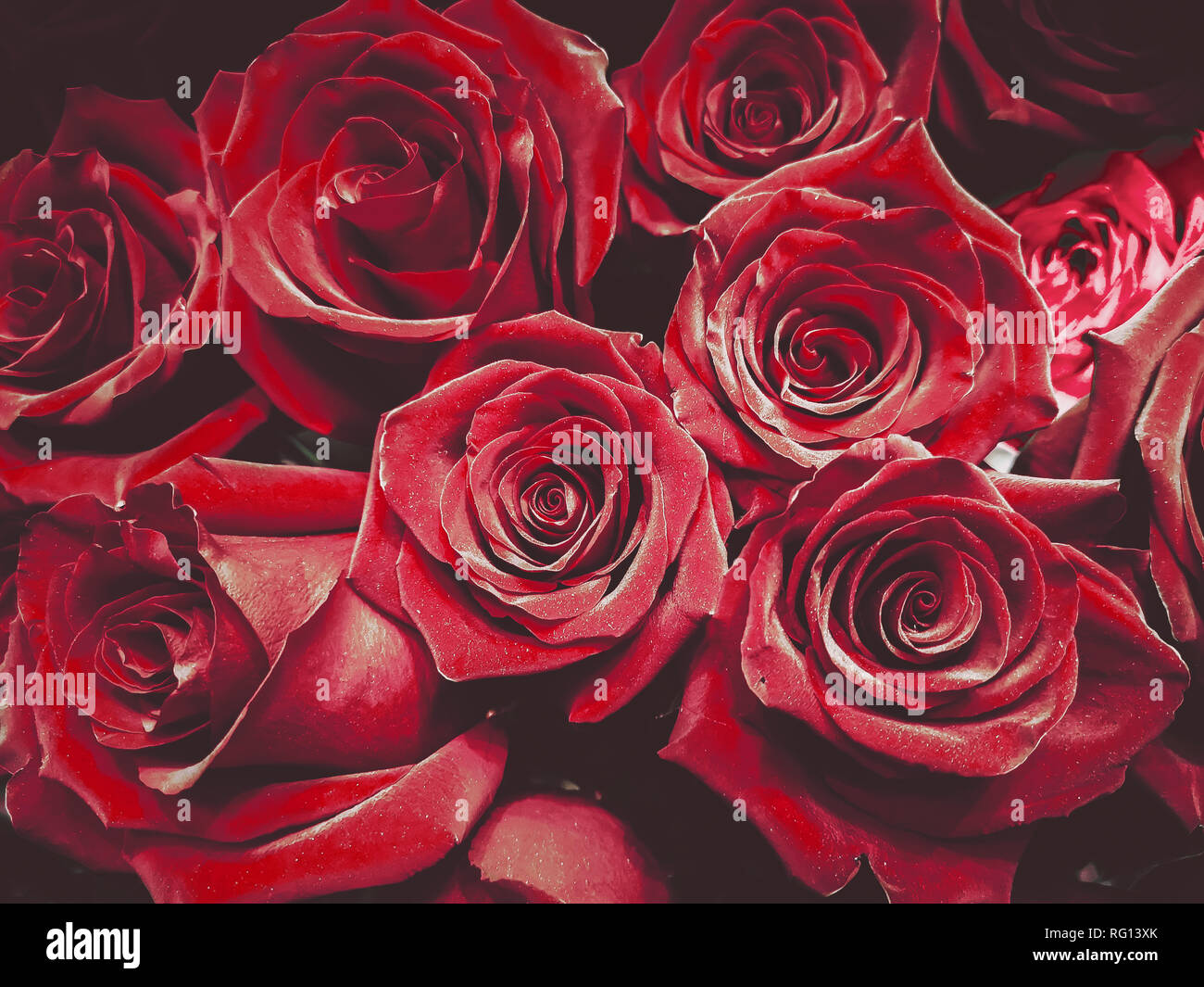 flowers wall background with amazing roses Stock Photo - Alamy