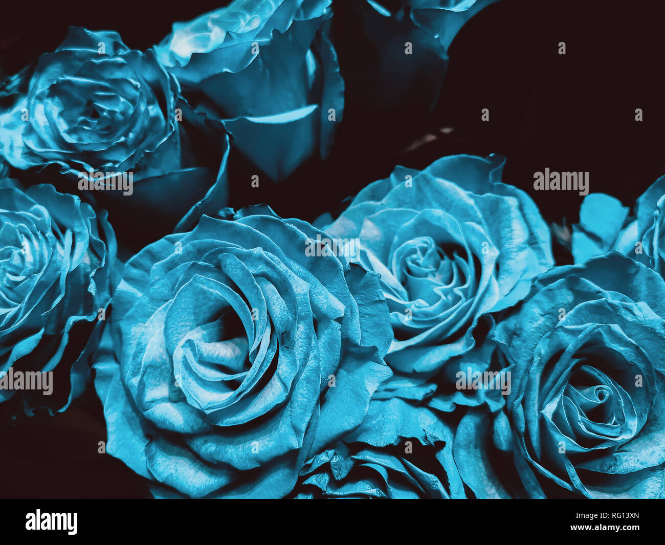 flowers wall background with amazing roses Stock Photo - Alamy