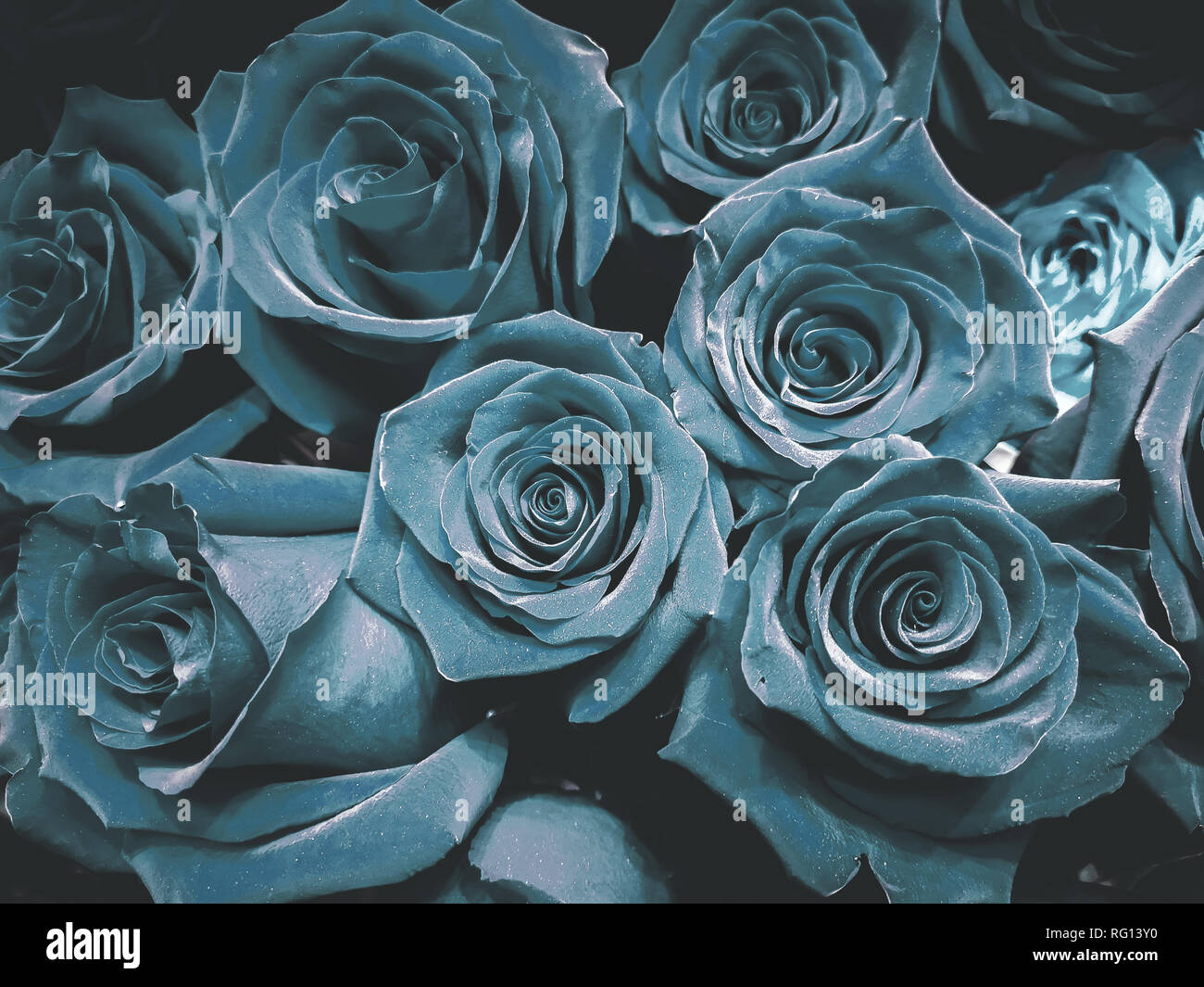 flowers wall background with amazing roses Stock Photo - Alamy