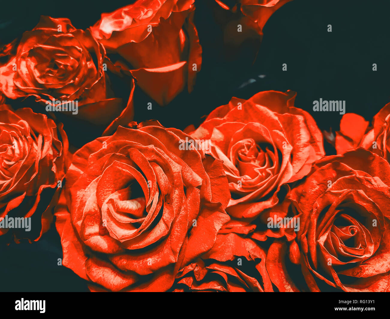 flowers wall background with amazing roses Stock Photo - Alamy