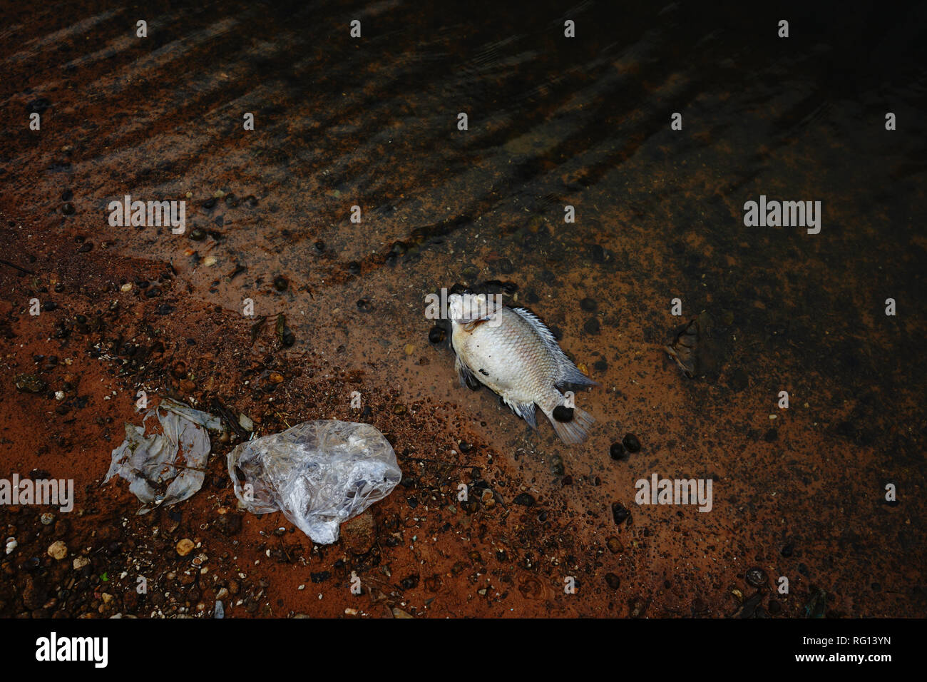 Dead fish and plastic bag on beach Stock Photo - Alamy