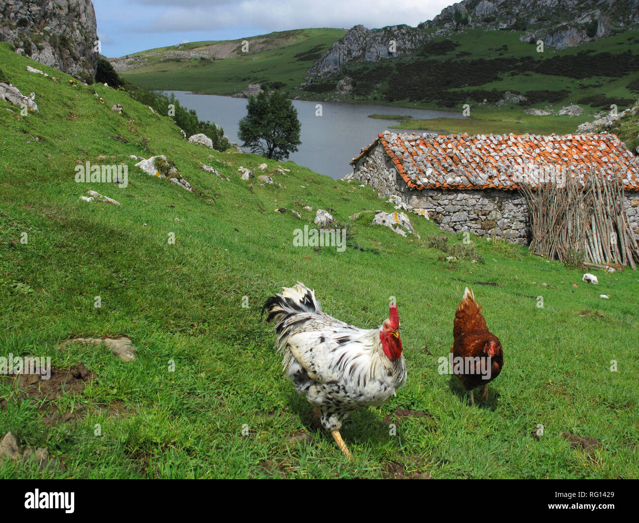 Farm chickens spain hi-res stock photography and images - Alamy