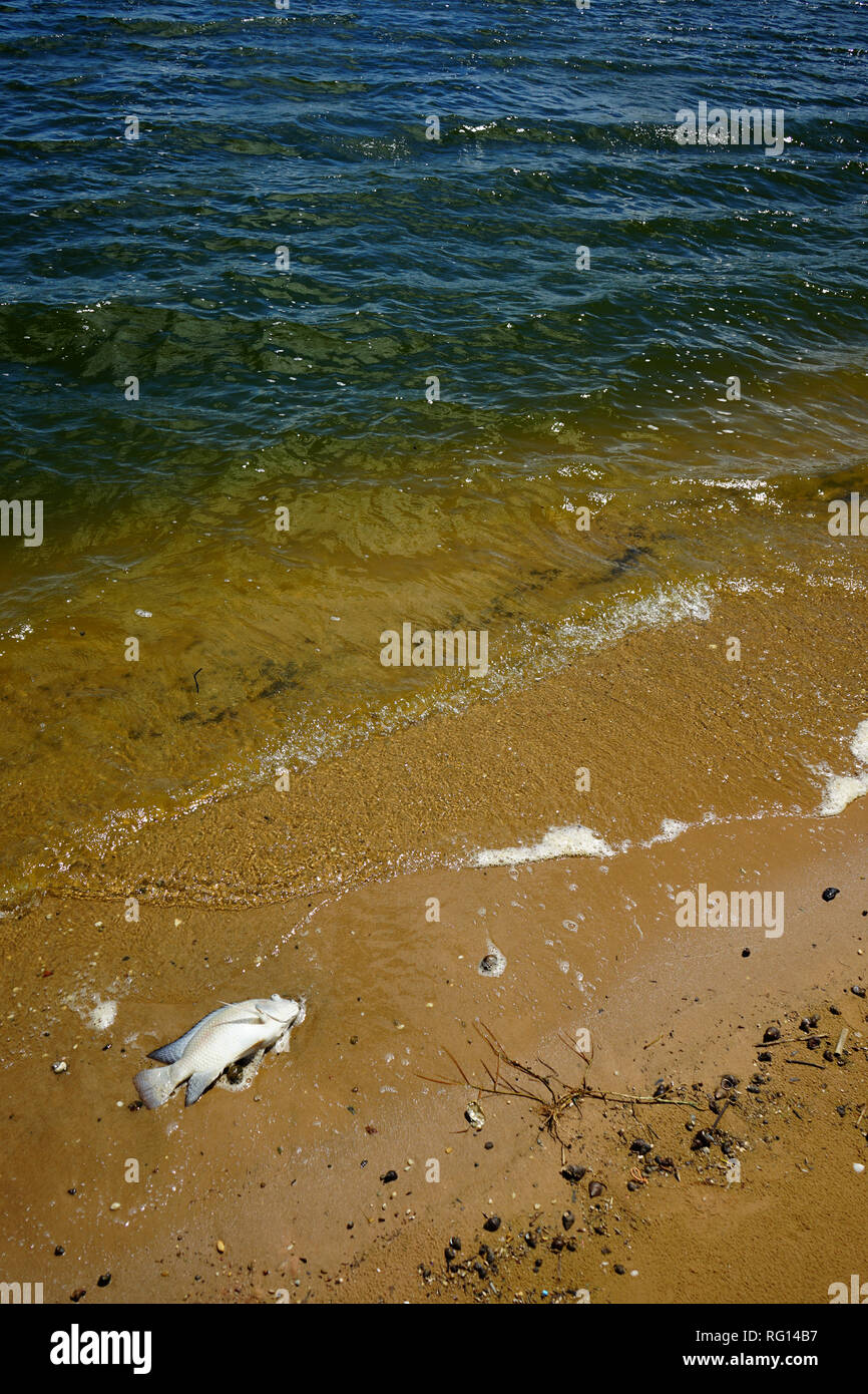Dead fish beach hi-res stock photography and images - Alamy