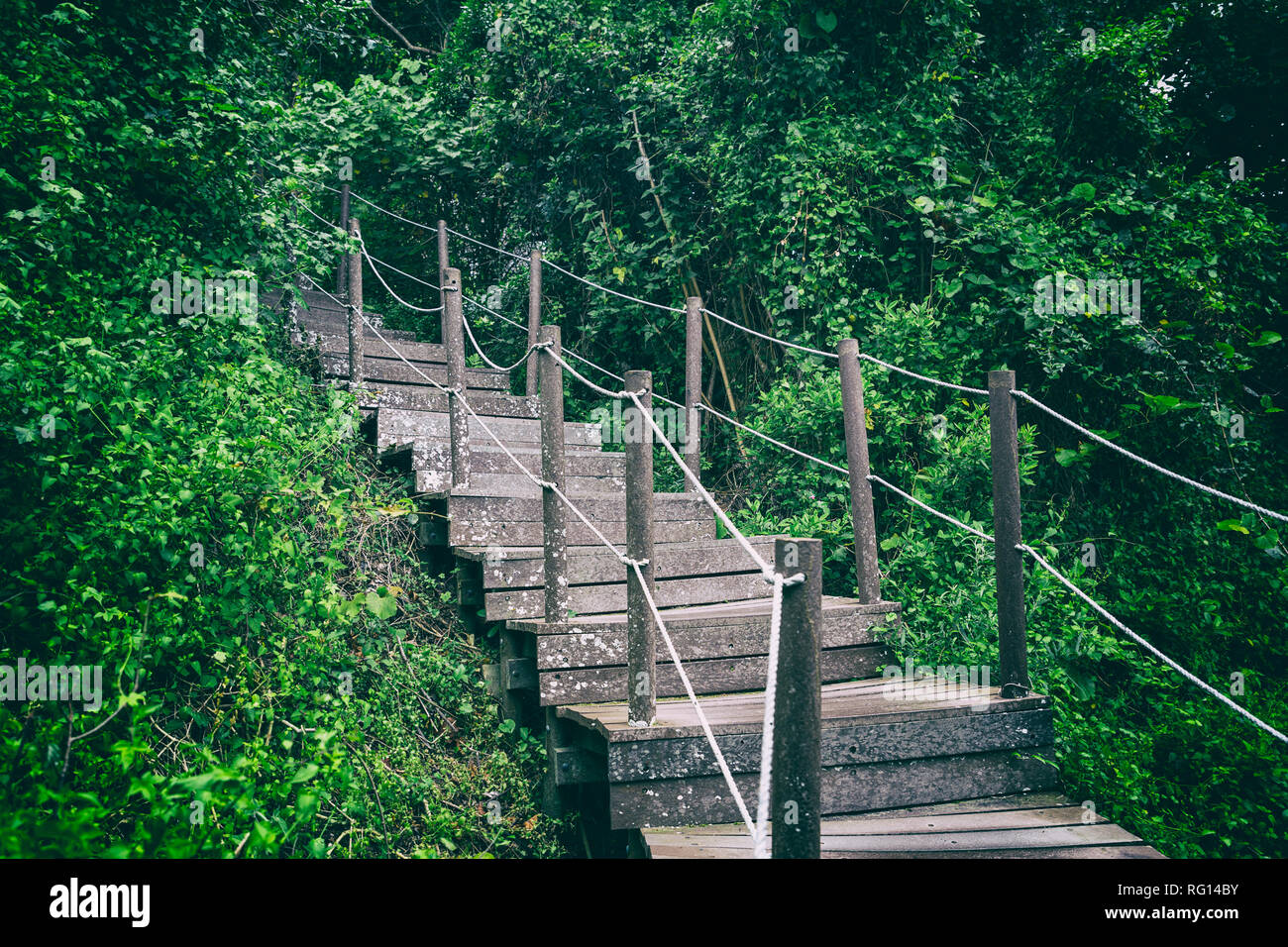 Wooden stairs path in the forest in summer season Stock Photo - Alamy