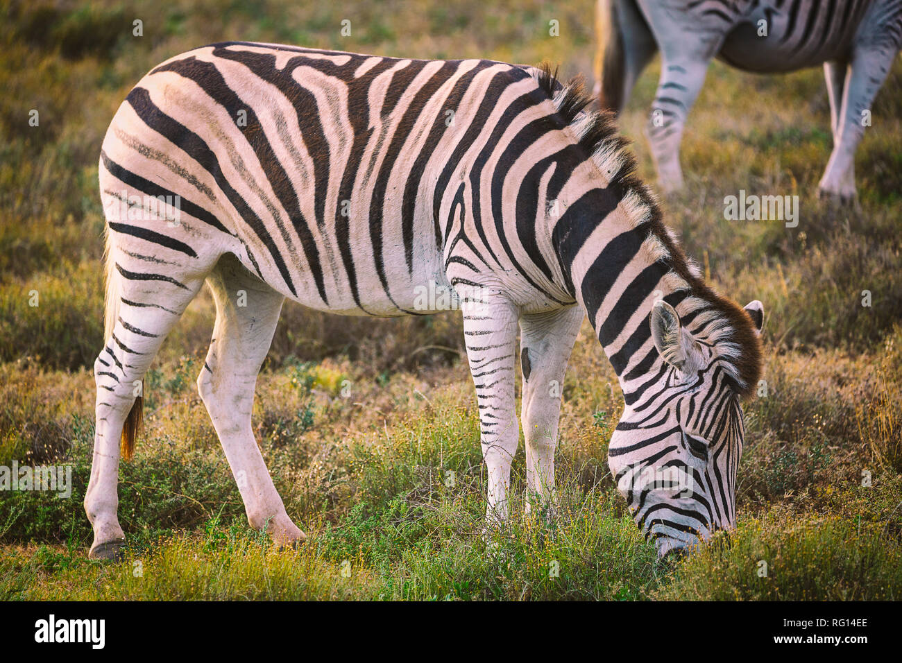 Zebra eating grass hi-res stock photography and images - Alamy