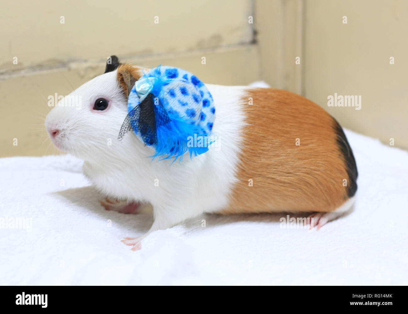 Fat guinea pig hi-res stock photography and images - Alamy