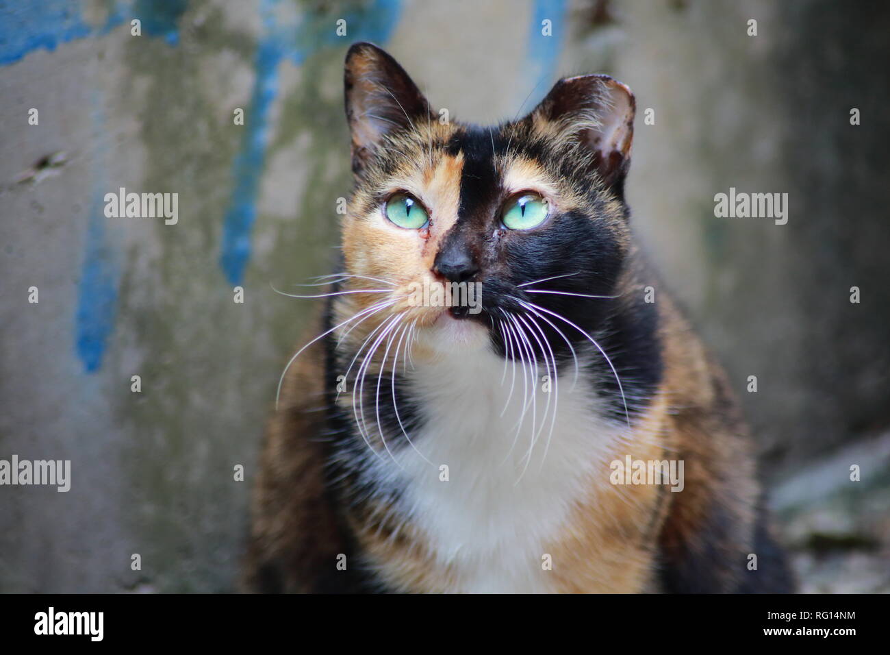angry cat face Stock Photo - Alamy