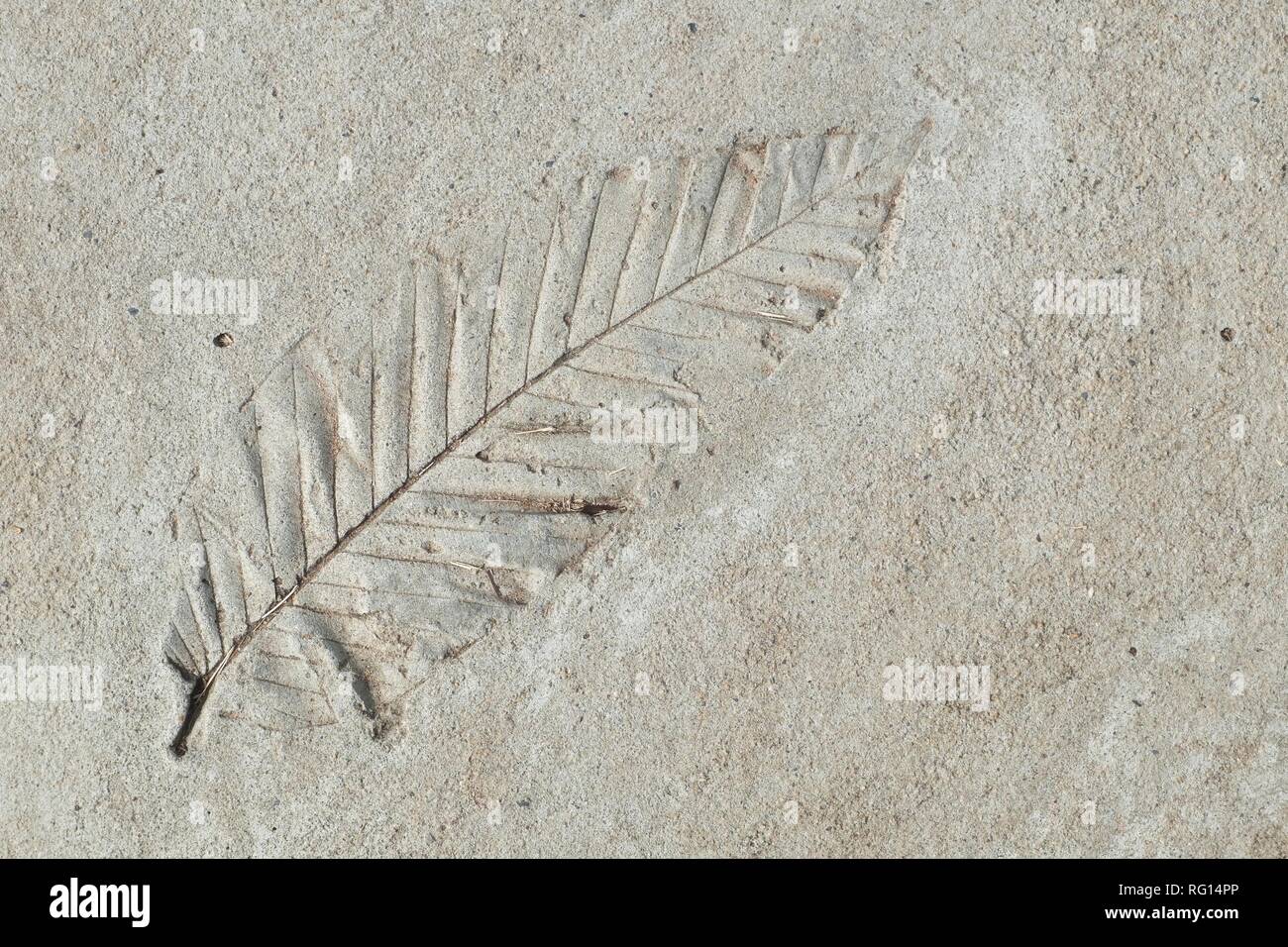 Imprint fossil hi-res stock photography and images - Alamy
