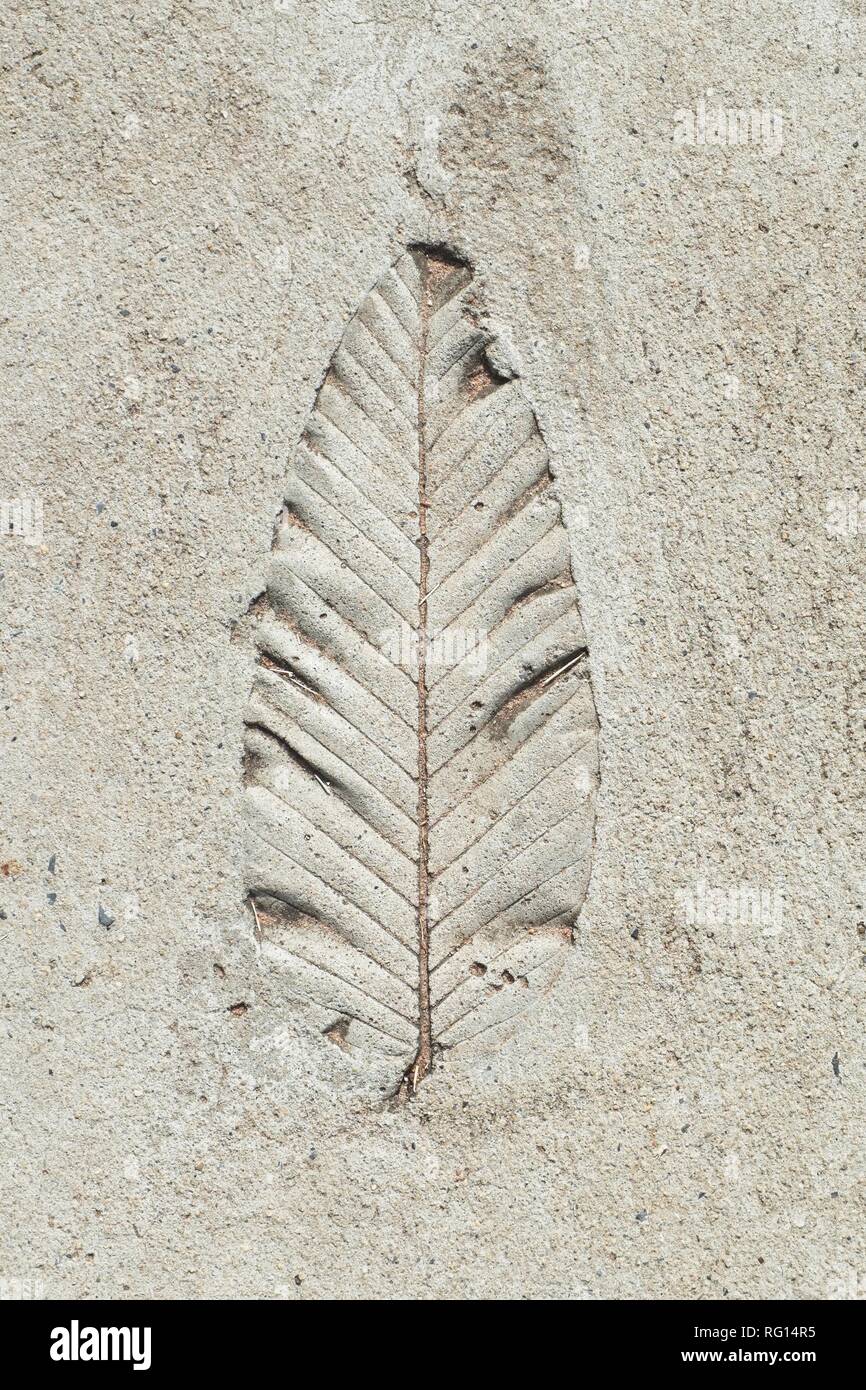 Leaf print on concrete Stock Photo - Alamy