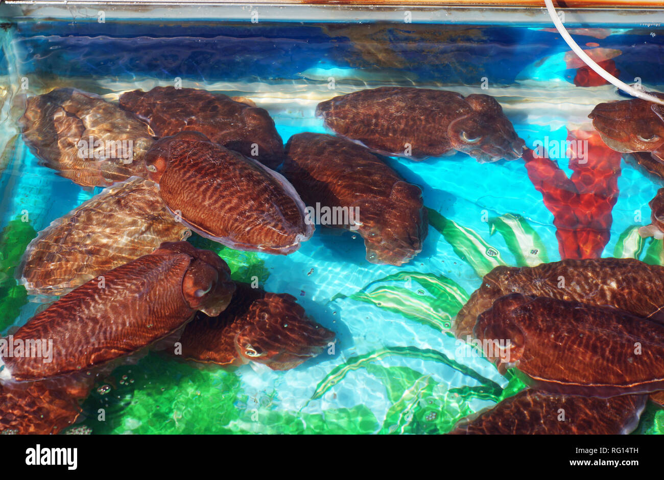Cuttlefish live in the seafood restaurant and market in china Stock ...