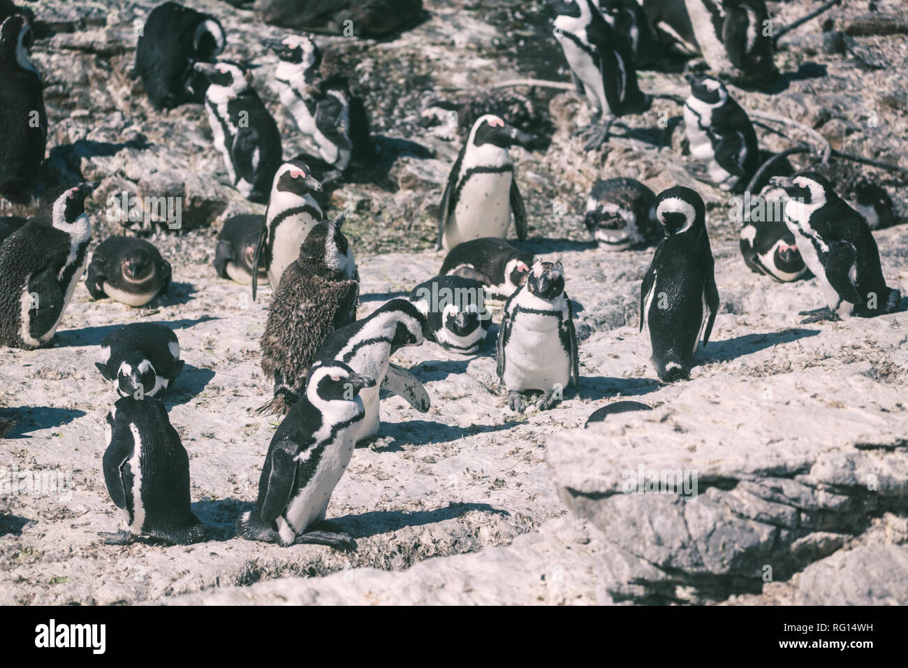 African penguin colony in Betty's bay, South Africa Stock Photo - Alamy