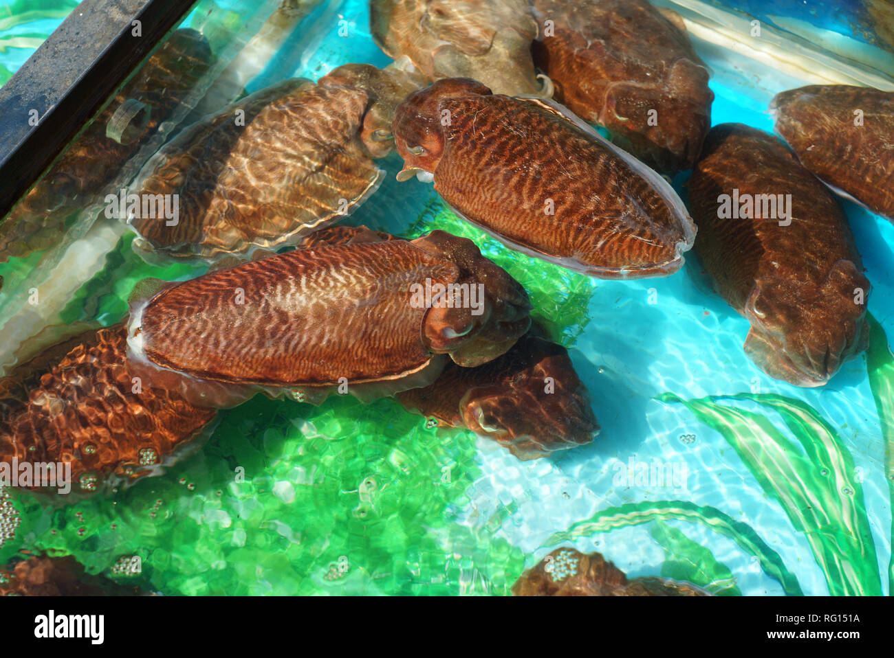 Cuttlefish live in the seafood restaurant and market in china Stock ...