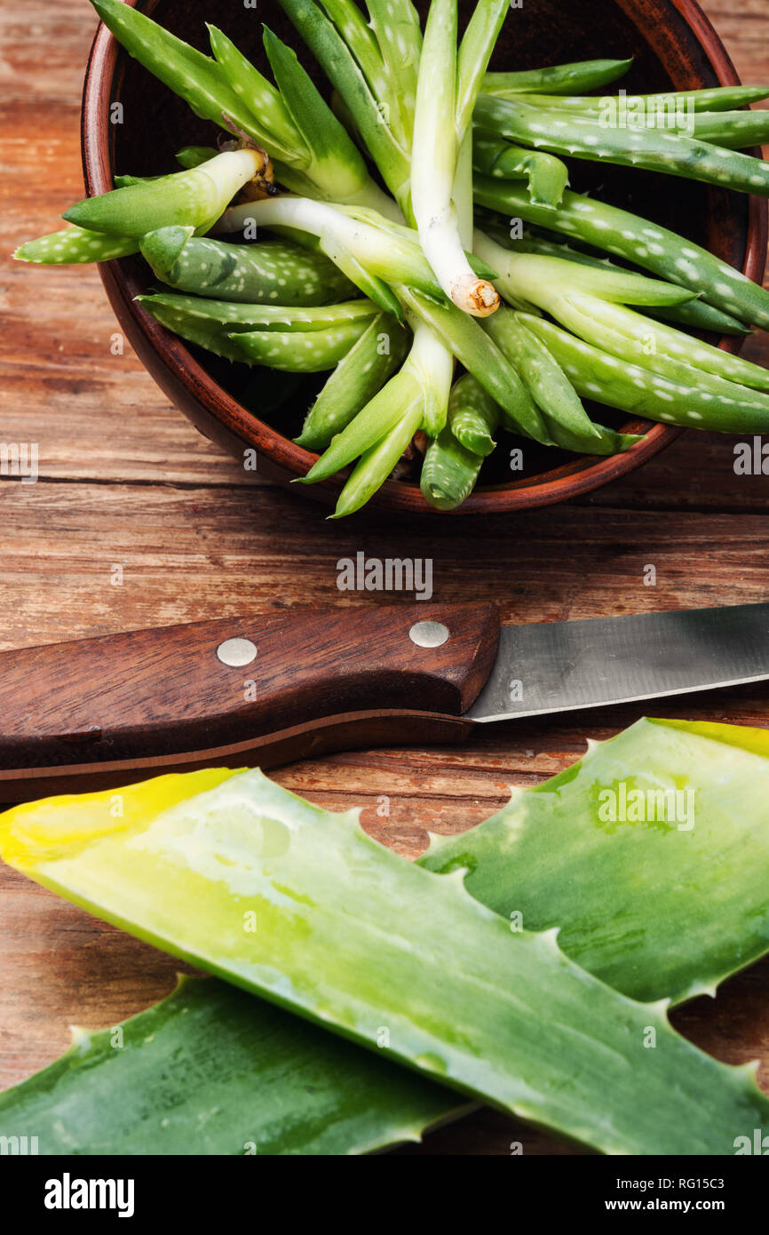 Aloe vera fresh leaves with slices. Aloe vera a medicinal plant Stock ...