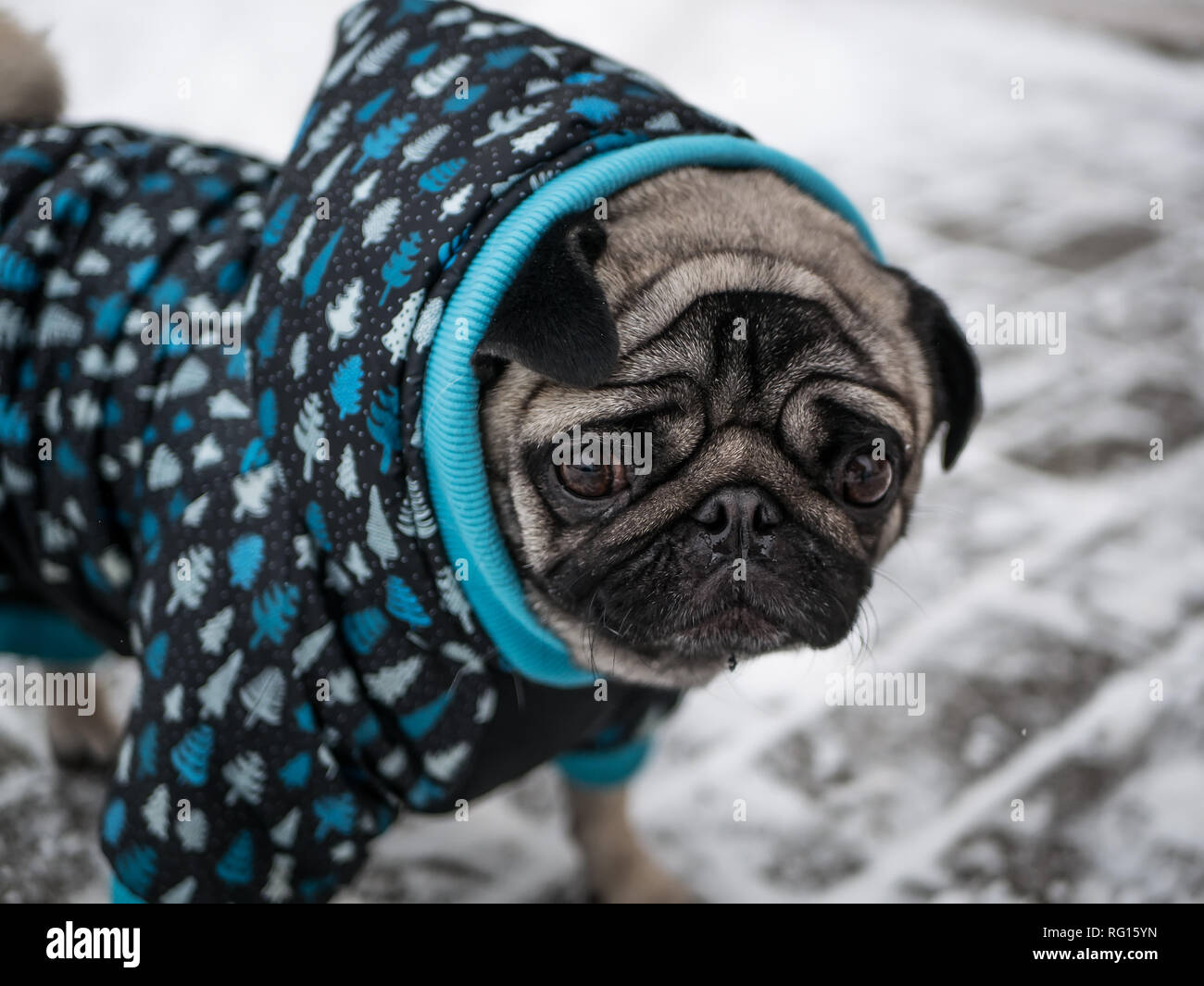 Dog breed pug in jacket Stock Photo - Alamy