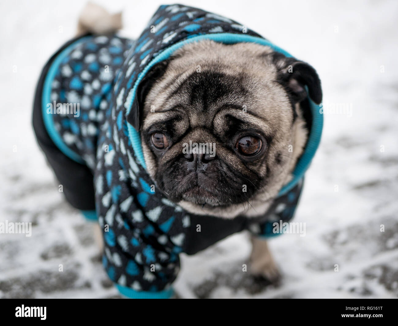Jacket breed hi-res stock photography and images - Alamy