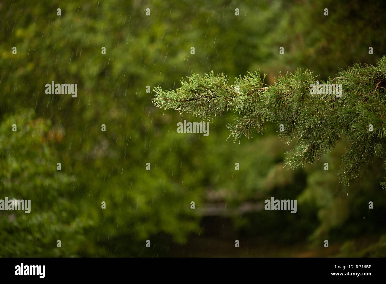 Tree branch under raindrops hi-res stock photography and images - Alamy
