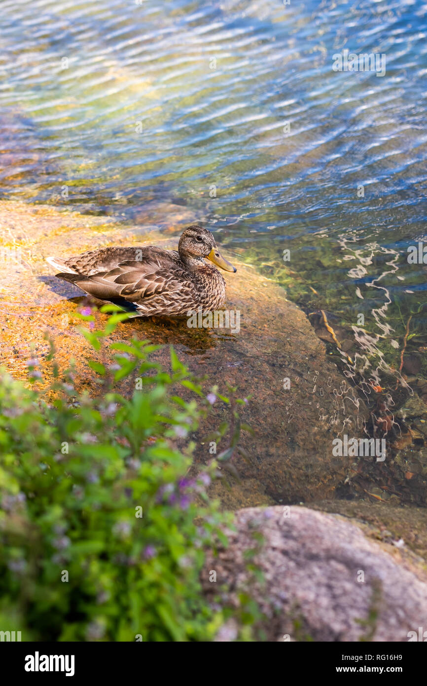 Ducks changing location in Vilnius Lithuania Stock Photo - Alamy