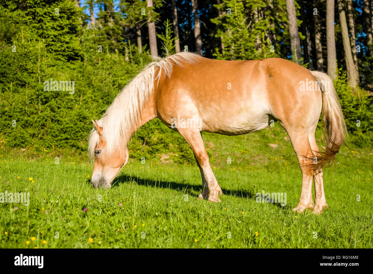 A Haflinger horse, also known as Avelignese, grazing on a pasture in a ...