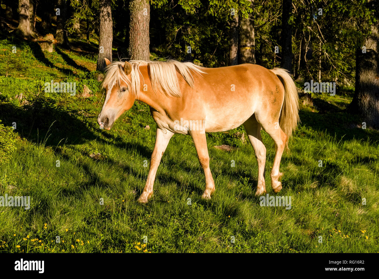 A Haflinger horse, also known as Avelignese, grazing on a pasture in a ...