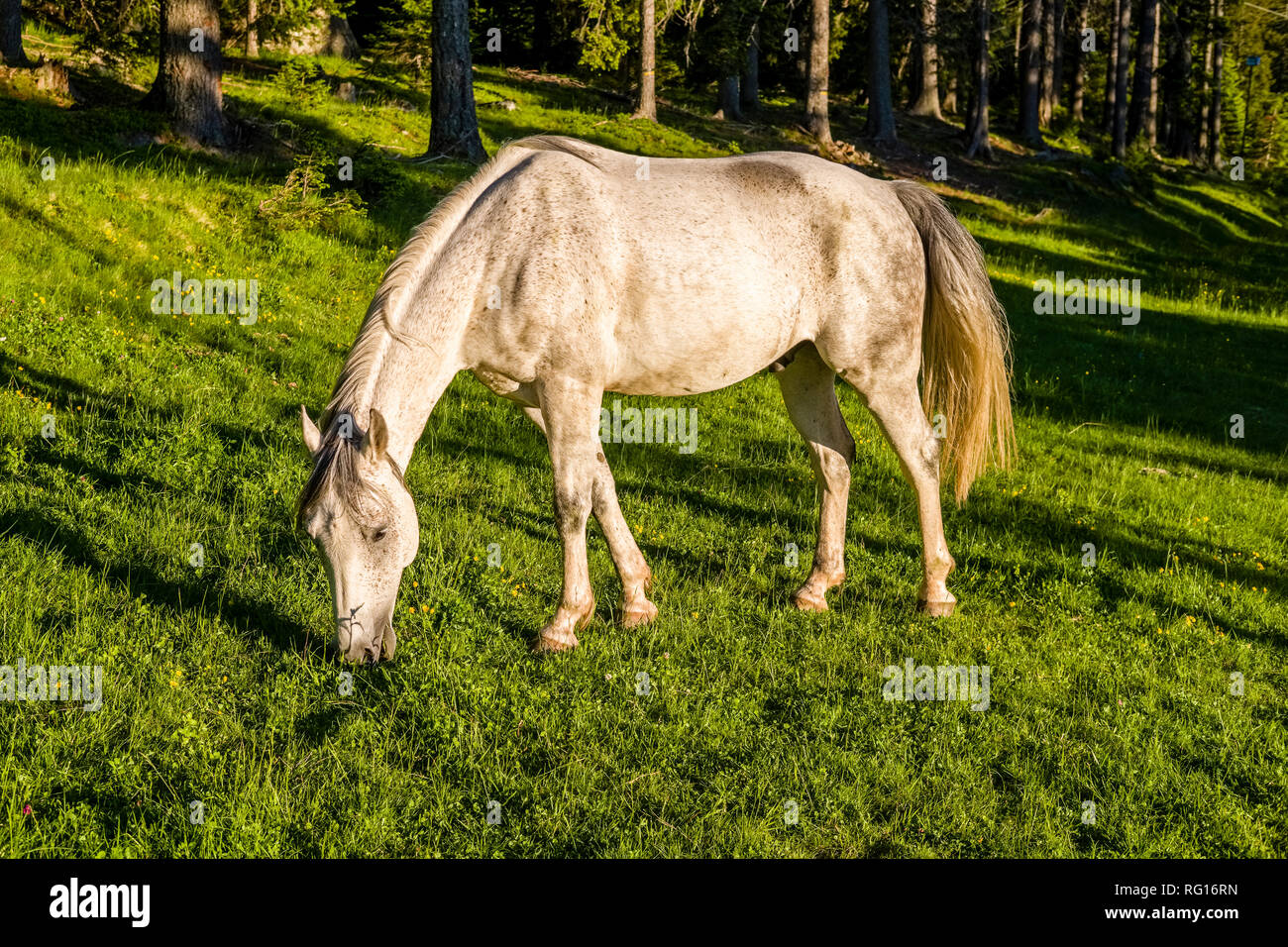 A Haflinger horse, also known as Avelignese, grazing on a pasture in a ...