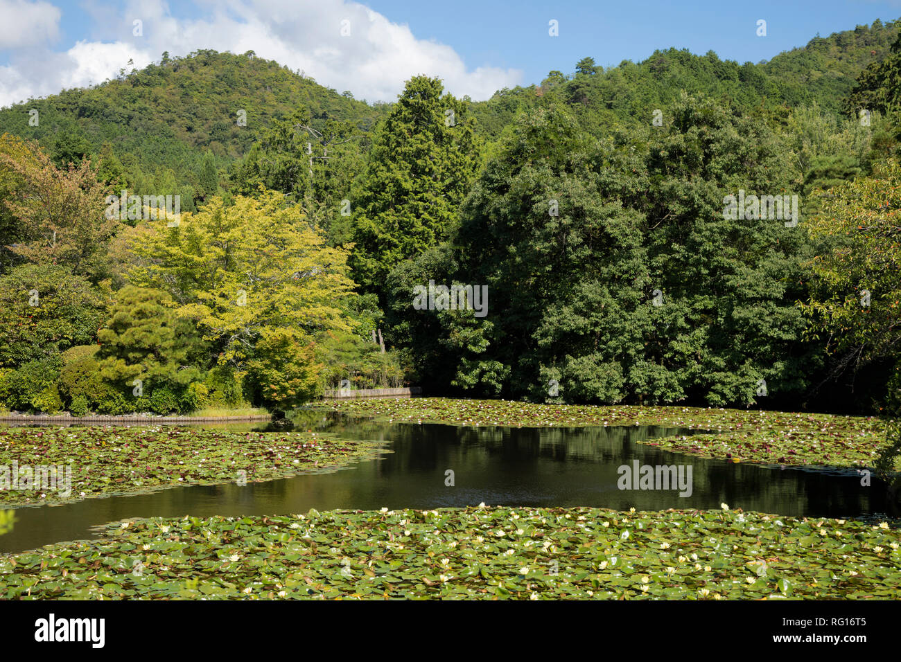 Generic Garden Picture High Resolution Stock Photography and Images - Alamy