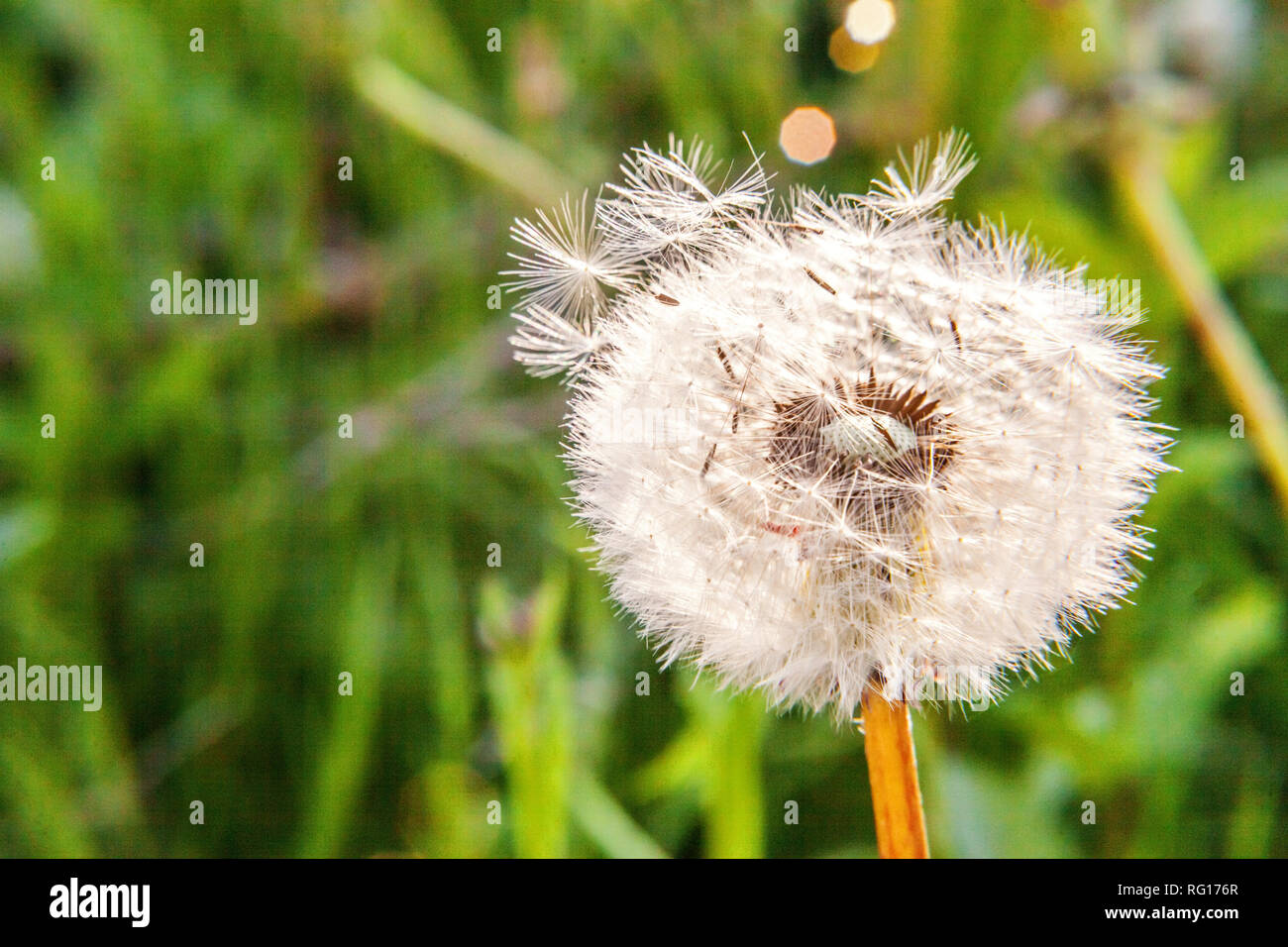Dandelion seeds blowing in wind in summer field background. Change ...