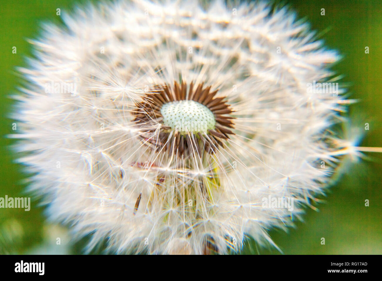 Dandelion seeds blowing in wind in summer field background. Change ...