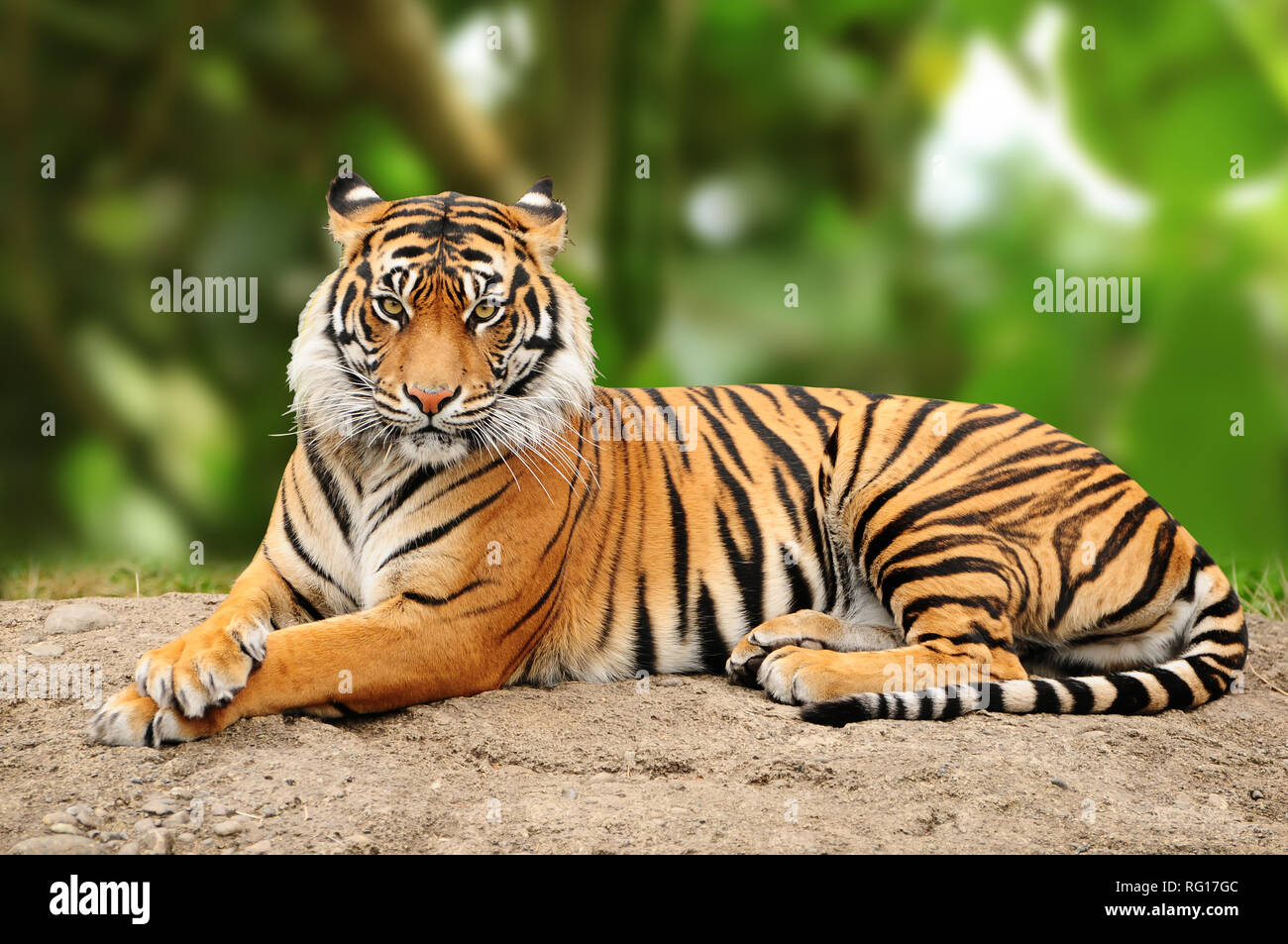 Tiger white background animal hi-res stock photography and images - Alamy
