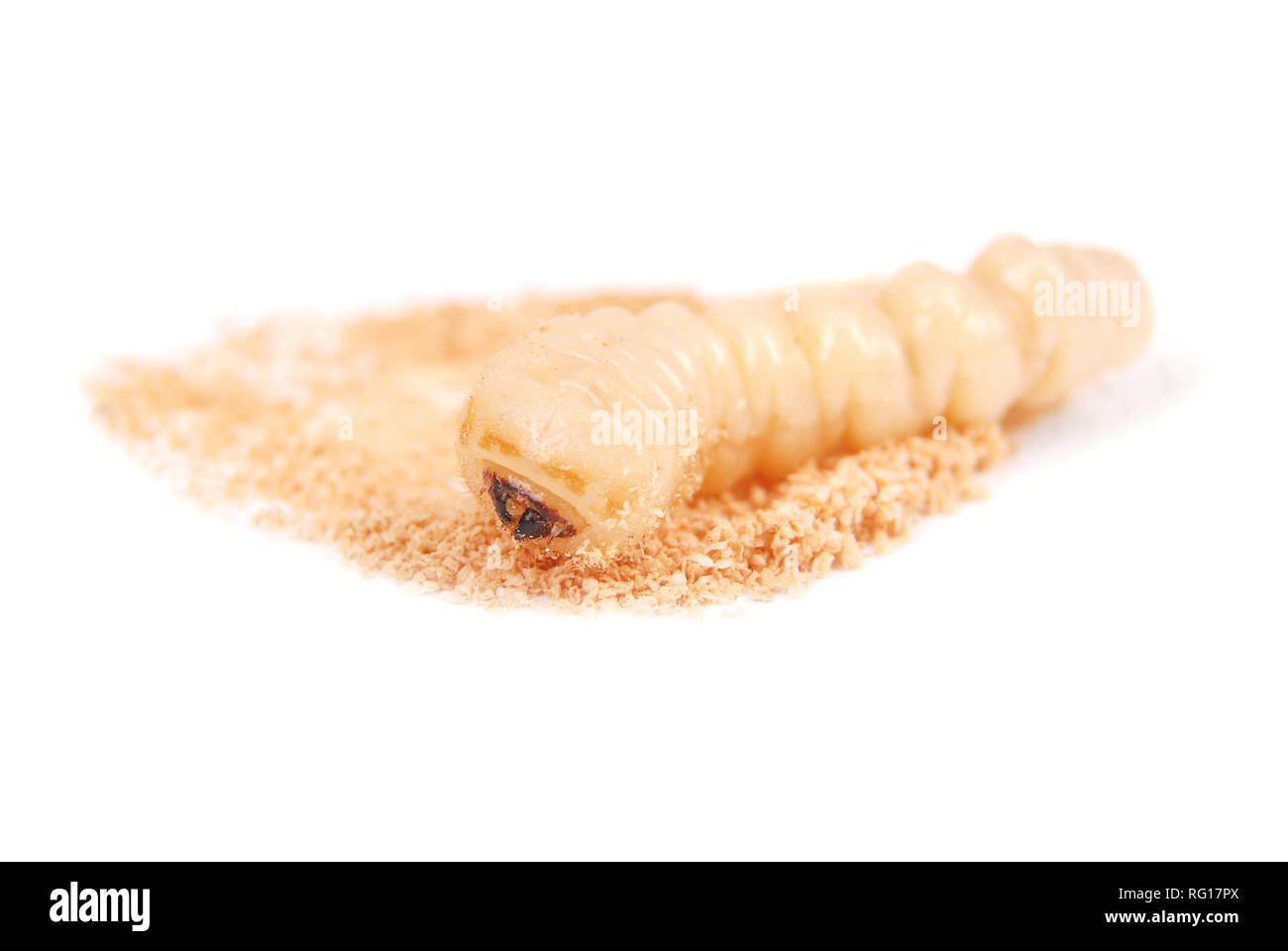 Larva bark beetle (Scolytinae). Larva of Bark beetles legless isolated ...