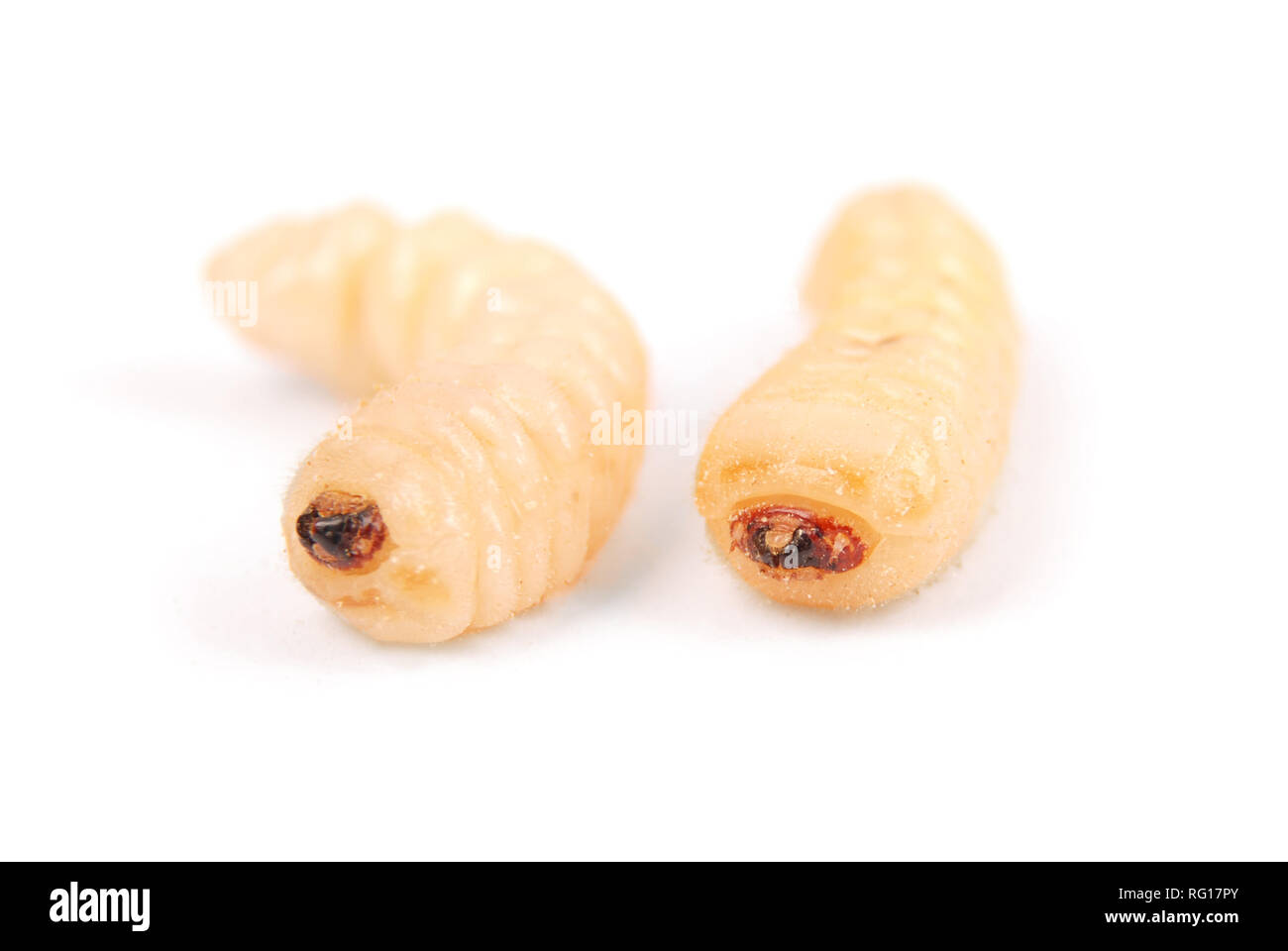 Larva bark beetle (Scolytinae). Larva of Bark beetles legless isolated ...