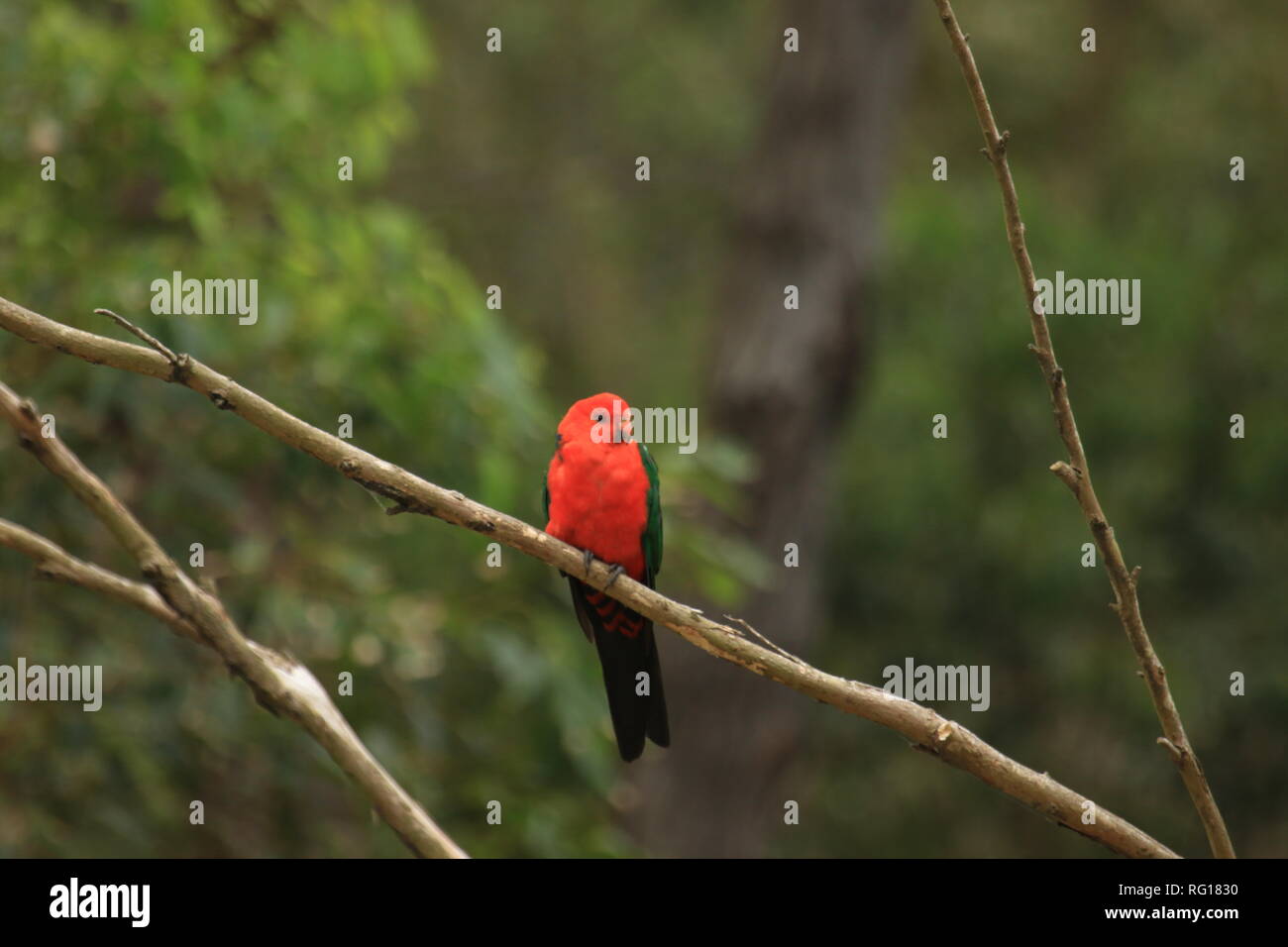 Papagei papagei hi-res stock photography and images - Alamy