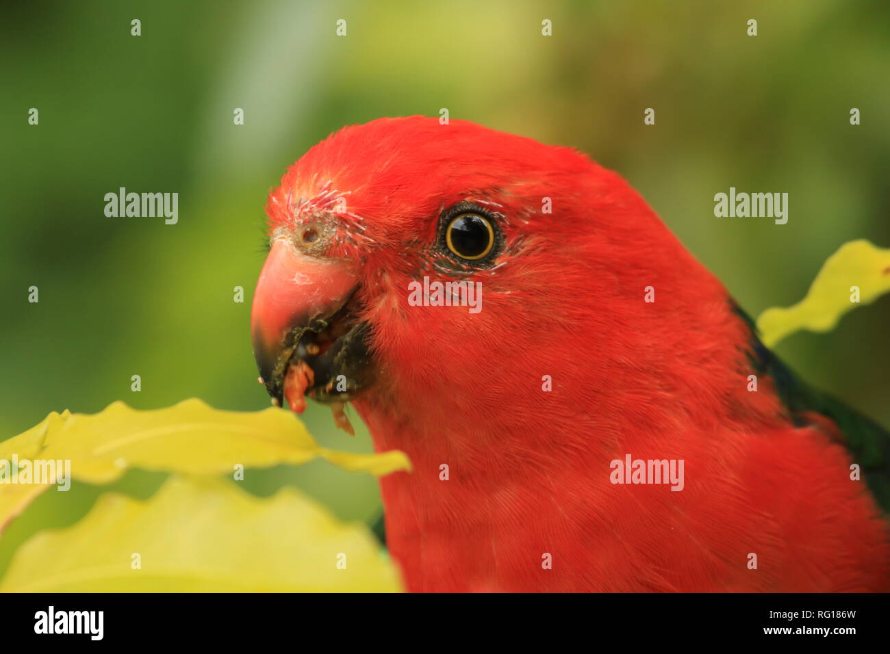 Papagei High Resolution Stock Photography and Images - Alamy