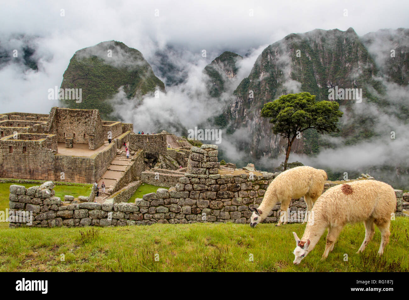 Panoramic view of Machu Picchu, the world famous ancient inca city ...