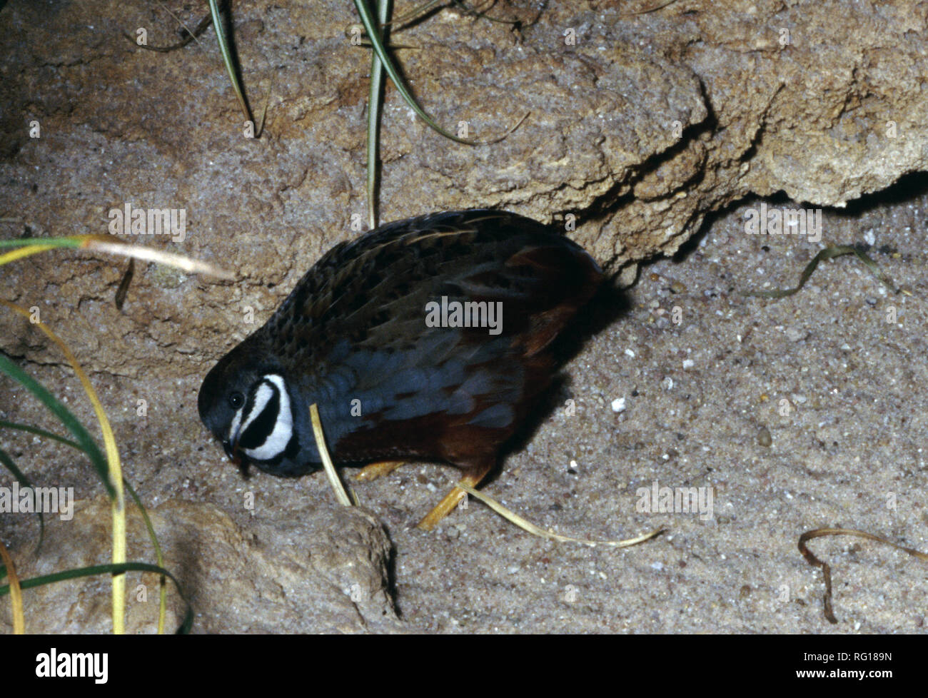 Chinese Painted or Button quail (Excalfactoria chinensis Stock Photo ...