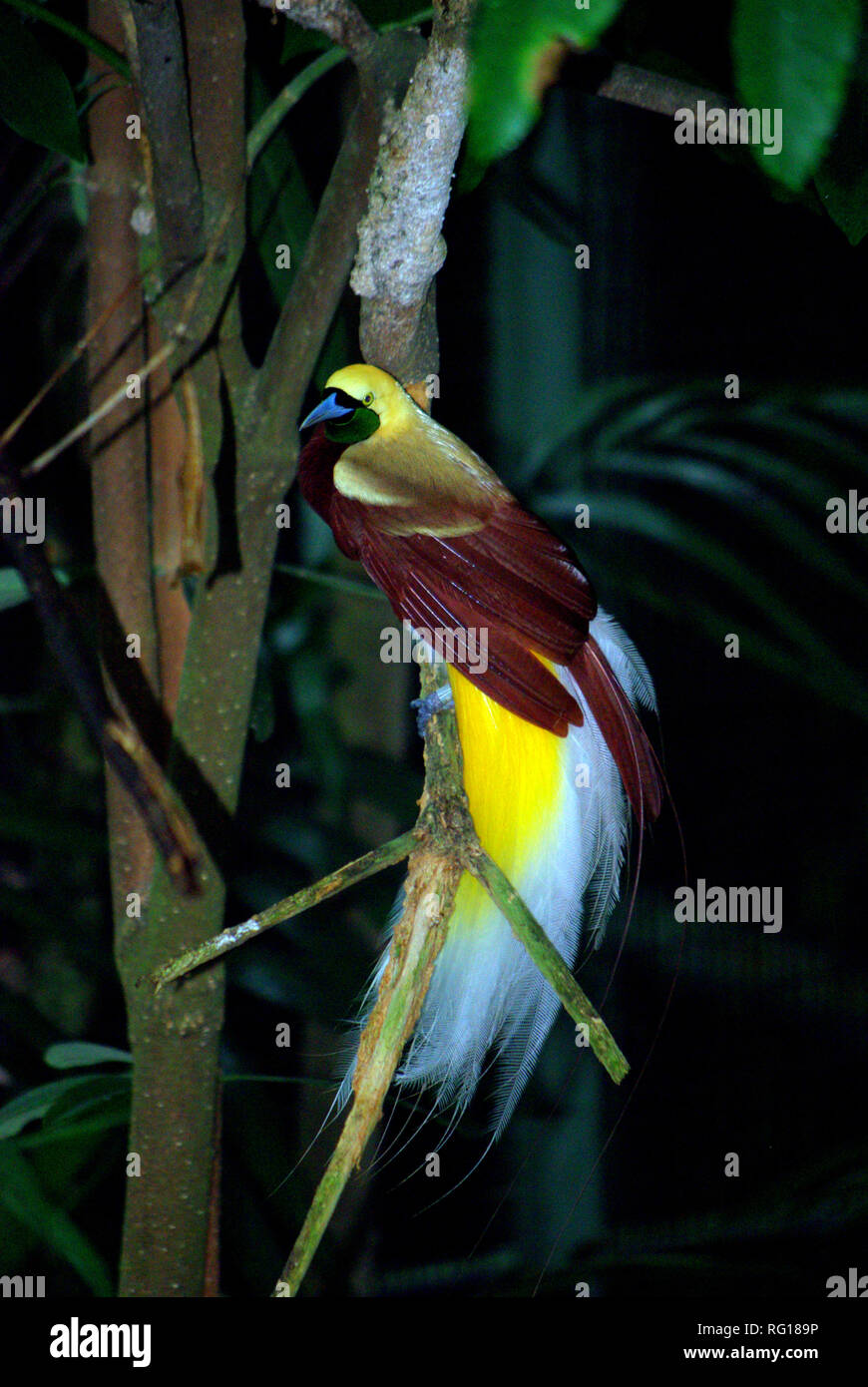 Greater bird-of-paradise (Paradisaea apoda Stock Photo - Alamy