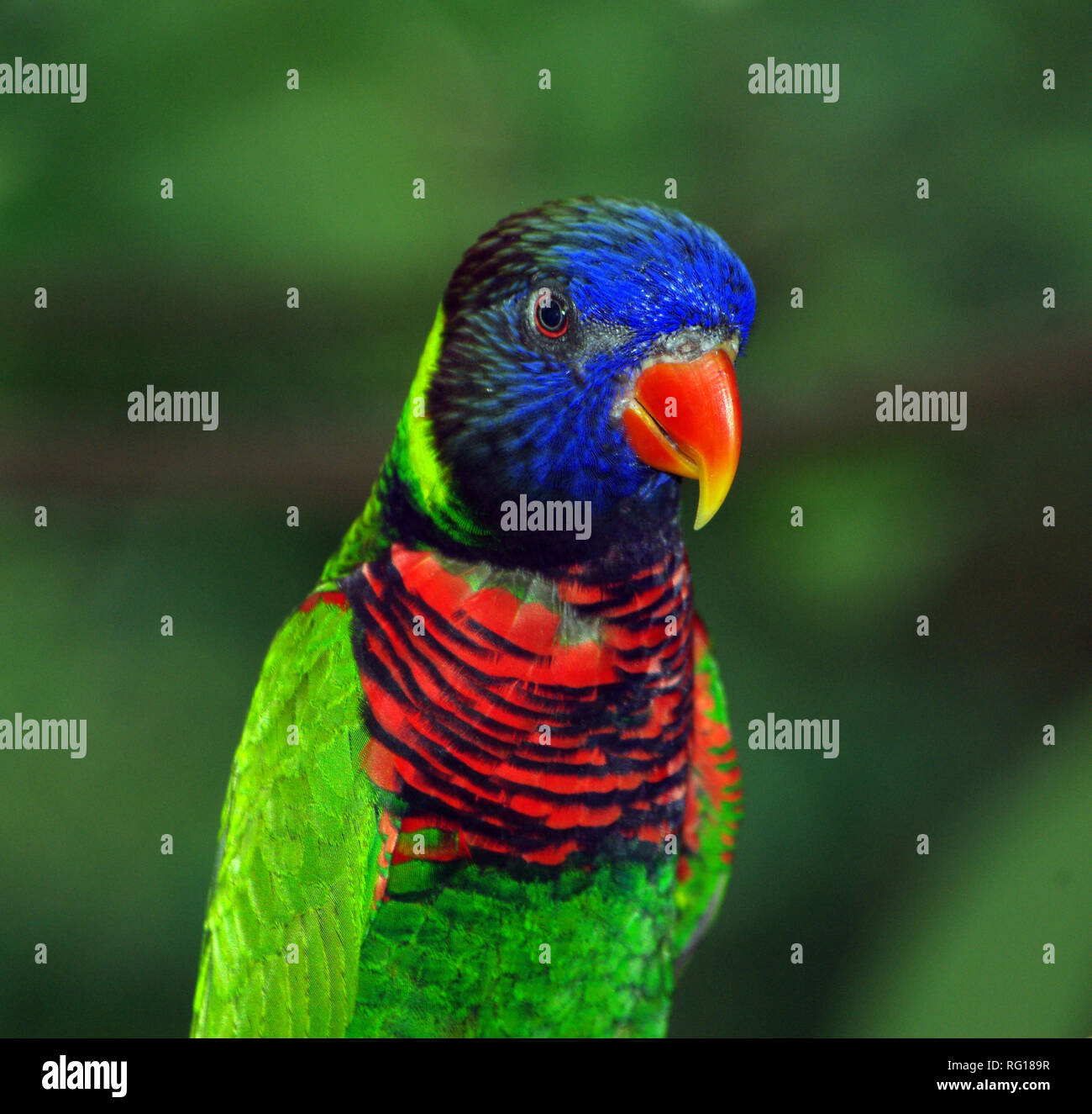 Rainbow or Coconut lorikeet (Trichoglossus haematodus Stock Photo - Alamy