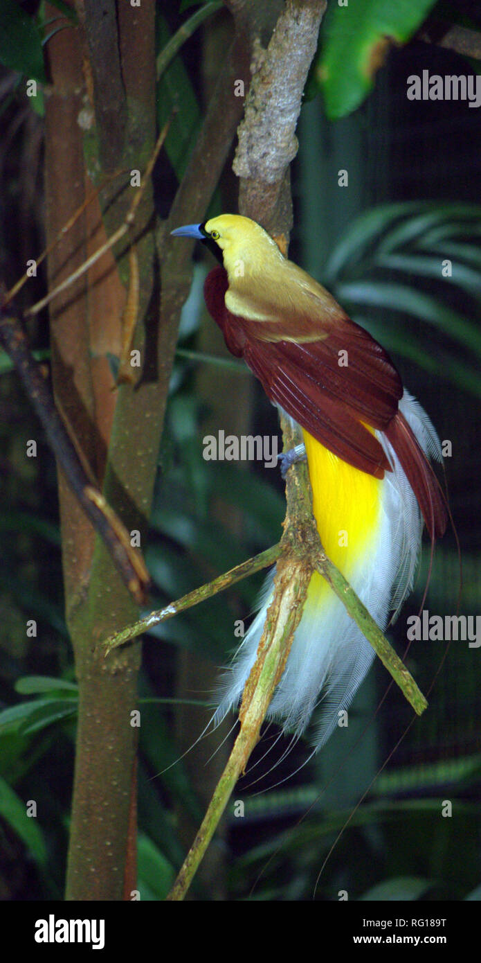 Greater bird of paradise hi-res stock photography and images - Alamy