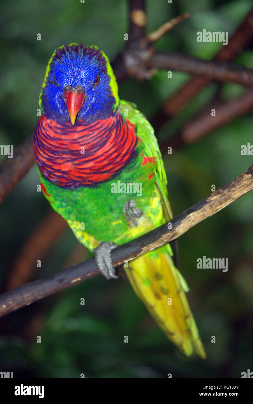 Coconut lorikeet hi-res stock photography and images - Alamy